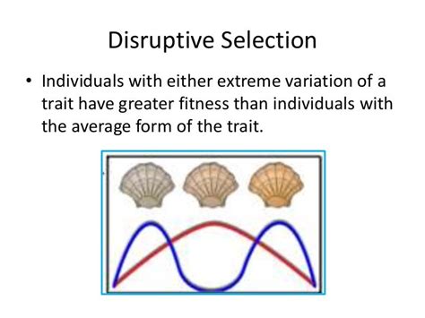 Disruptive Selection