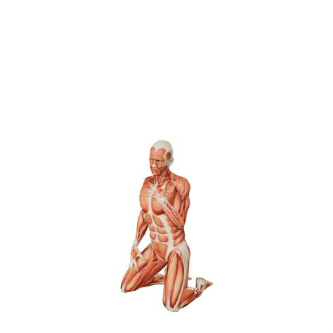 Pose 0000038 Male Sexy Kneeling Posemaniacs Royalty Free 3d Pose Reference For All Artists