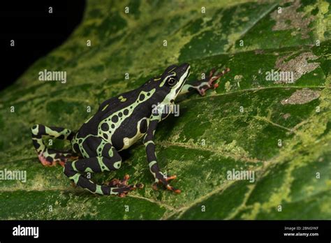 Pebas Stubfoot Toad Atelopus Spumarius Captive Occurs In The Amazon
