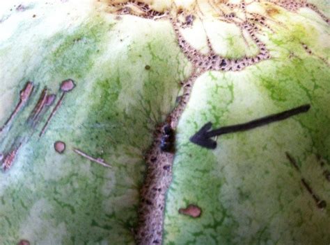 Bee Sting On Watermelon Indicates A Sweet Melon Fruit Ripe Fruit