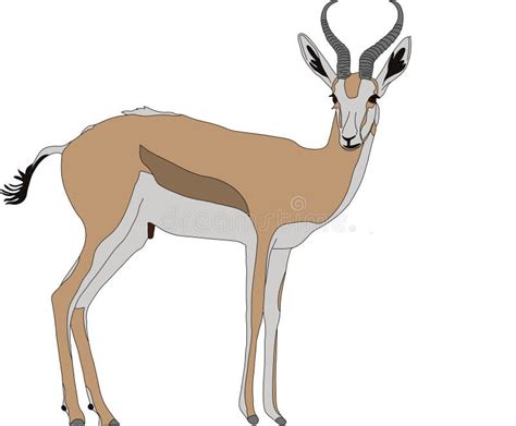 Springbok Stock Illustrations 1467 Springbok Stock Illustrations