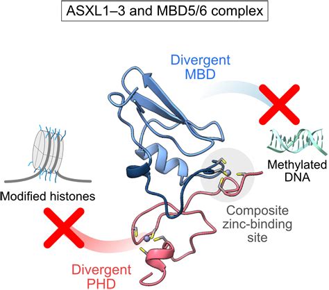 Unconventional Structure And Function Of Phd Domains From Additional Bs‐like Proteins