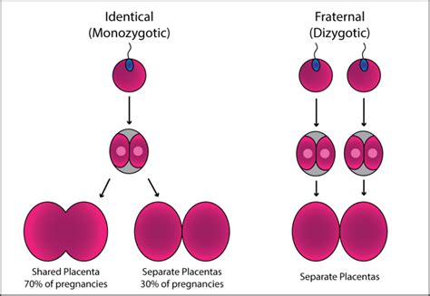 Identical Vs Fraternal Twins Washington State Twin Registry