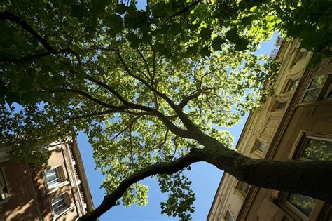 Surveying Trees In Urban Environments Ar Generative Ai Premium Ai