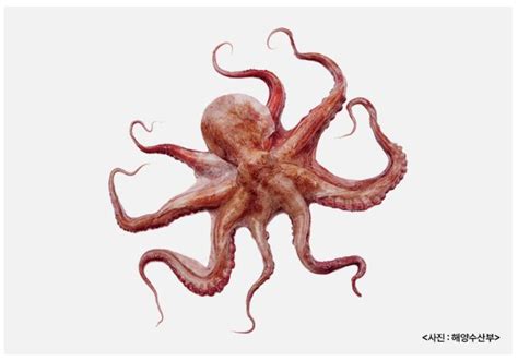 영양가 풍부한 9월 수산물 2가지