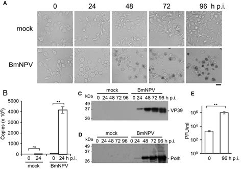 characterization of bmnpv infection of anpe cells anpe cells were