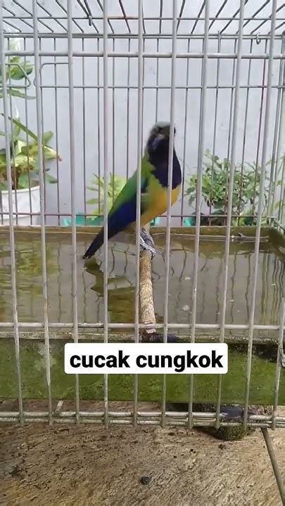 Cucak Cungkok Gacor Cucakcungkokgacor Youtube