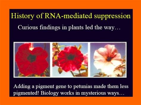 Rna Interference Ppt