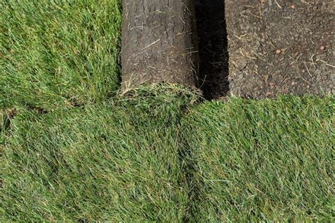 Premium Photo New Lawn Rolls Of Fresh Grass Turf Ready To Be Used For