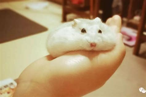 一只小仓鼠的呆萌日常