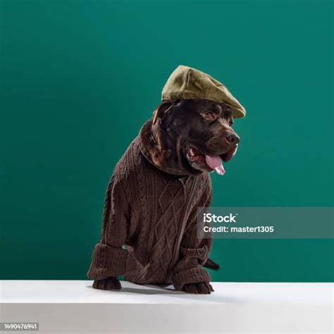 니트 갈색 스웨터와 모자를 쓴 아름다운 초콜릿 컬러 래브라도가 녹색 스튜디오 배경에 앉아 있다 인간의 옷 0명에 대한 스톡 사진
