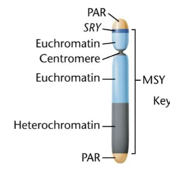 Embryology And Sex Determination Flashcards Quizlet