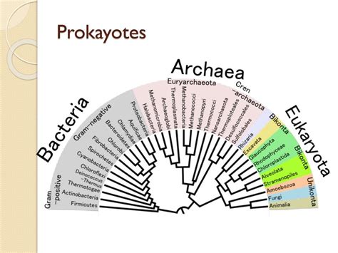 Mr Christopher Briner Unit 22 Ultrastructure Of Cells Ppt Download