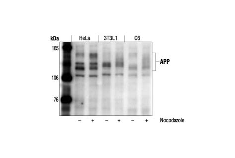 App Antibody Cell Signaling Technology