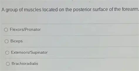 A Group Of Muscles Located On The Posterior Surface Of The Forearm Flexors Pronator Biceps