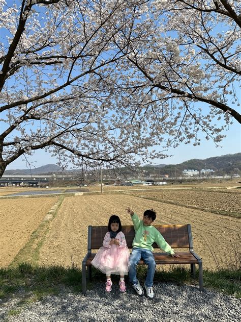 곡교천 벚꽃 사진도 아름답고 곱게 나와요 세종의소리