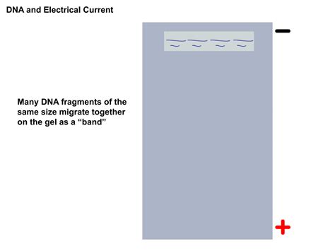 Agrose And Gel Electrophoresis Ppt Andppt