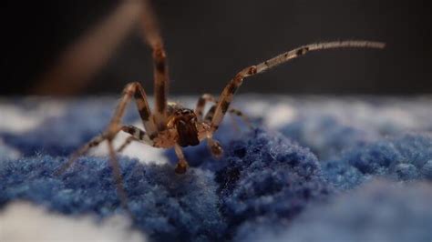 Animated Spider Stock Video Footage For Free Download