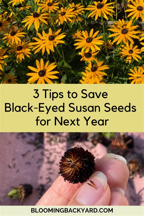 3 Things You Need To Know Before Saving Black Eyed Susan Seeds