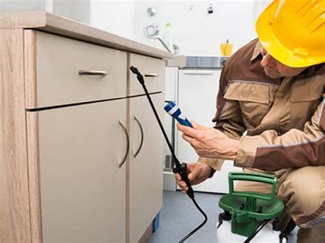 Some Effective Ways To Control Unwanted Pests In Your Home