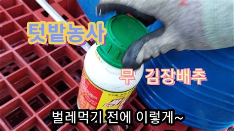 텃밭농사 무 배추밭 이렇게 해야 ~ 무 배추밭 만들고 모두싹~ Youtube