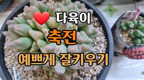 하트다육이 축전 예쁘게 자구수 많이 늘리며 키우기 Succulent 多肉植物 Youtube