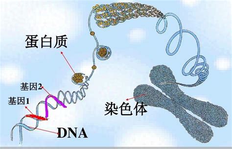Dna、蛋白质和染色体的关系是什么样的？ 知乎