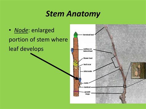 ppt stem anatomy powerpoint presentation free download id 2058783