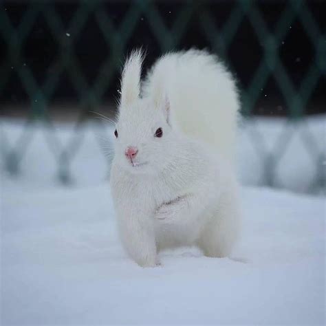 可爱的白松鼠在雪地上优雅展示！