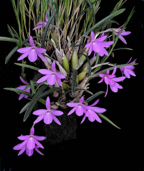 Sophronitella violacea | Exotic orchids, Rare orchids, Miniature orchids