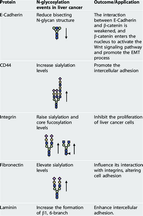 Important N Glycosylation Events In Liver Cancer Download Scientific Diagram
