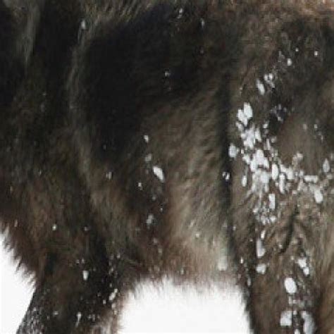 how to use the gd object detection api