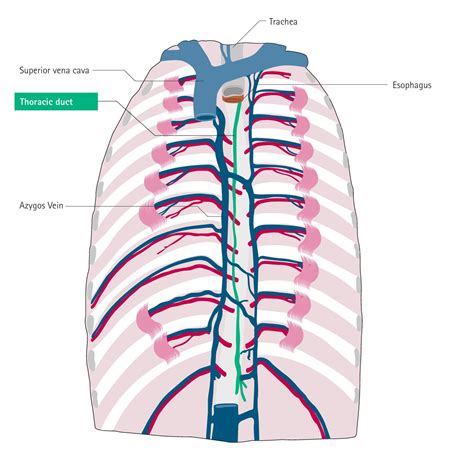 Chest Venous Anatomy 1 Anatomy Thoracic Key Pix Neville