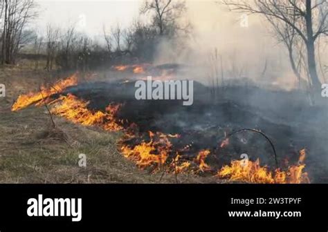 Fire In The Forest Burning Dry Grass Trees Bushes Flame And Smoke