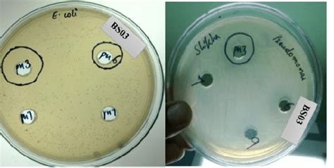Bacteriocin Activity Of Isolate Bs03 At Ph 3 Against Gram Negative