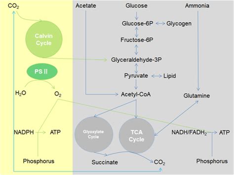Simplified Metabolic Network Of Microalgal Bacterial Granular Sludge Download Scientific