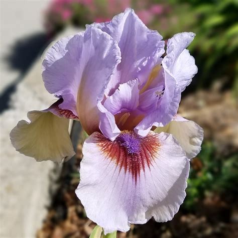 Arilbred Iris Iris Lucky Dragon In The Irises Database