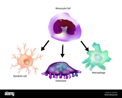 Monocyte Differentiation Macrophage Dendritic Cell Osteoclast Stock