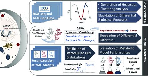 General Flowchart For The Analysis Of Atac Seq And Rna Seq Data Sets In Download Scientific