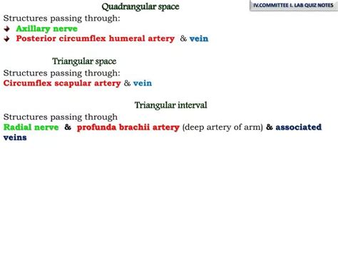 Ppt Quadrangular Space Structures Passing Through Axillary Nerve Powerpoint Presentation