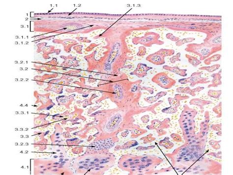 Эмбриология Эмбриональный гистогенез презентация онлайн