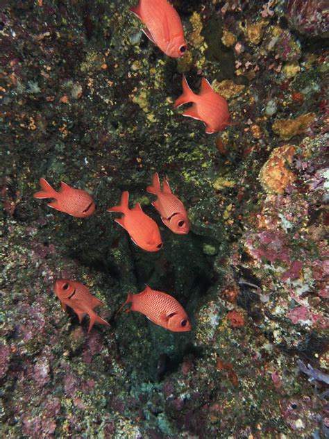 Yonaguni Jima X Ray Mag