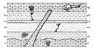 Fossils And Relative Dating Diagram Quizlet Fossils And Relative Dating Diagram Quizlet