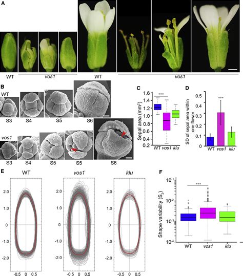 Variable Cell Growth Yields Reproducible Organ Development Through