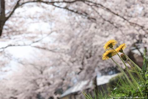 キヤノン「rf70 200mm F4 L Is Usm」レンズレビューボケ編 とるなら