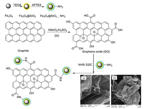 Schematic Of The Chemical Path To The Synthesis Of Fe3o4 Sio2 Go Download Scientific Diagram