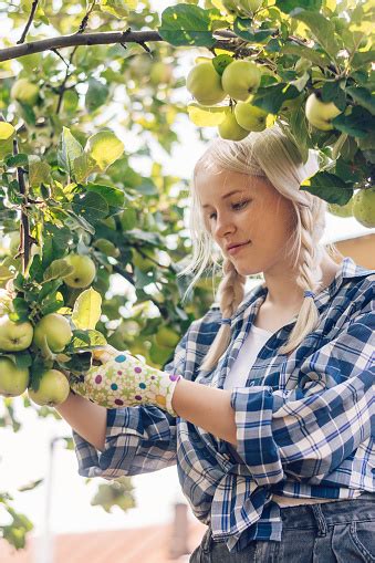 격자 무늬 셔츠와 청바지를 입은 긍정적 인 금발 십대 소녀가 여름날 나무에서 사과를 따고 있습니다 여름과 수확 개념 16 17 살에 대한 스톡 사진 및 기타 이미지 Istock