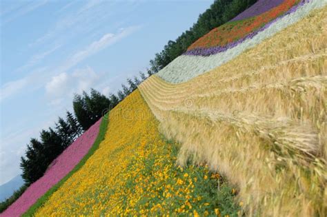 The Meticulously Arranged Flower Fields Showcase The Hokkaido Natural