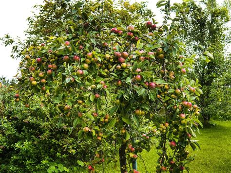My Laxton Superb Apple Tree Is Loaded Down With Fruit In August Stock Image Image Of