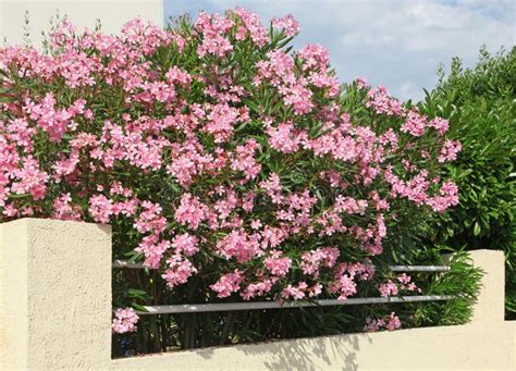 Red And Pink Oleander Hedge In A Garden Stock Image Image Of White